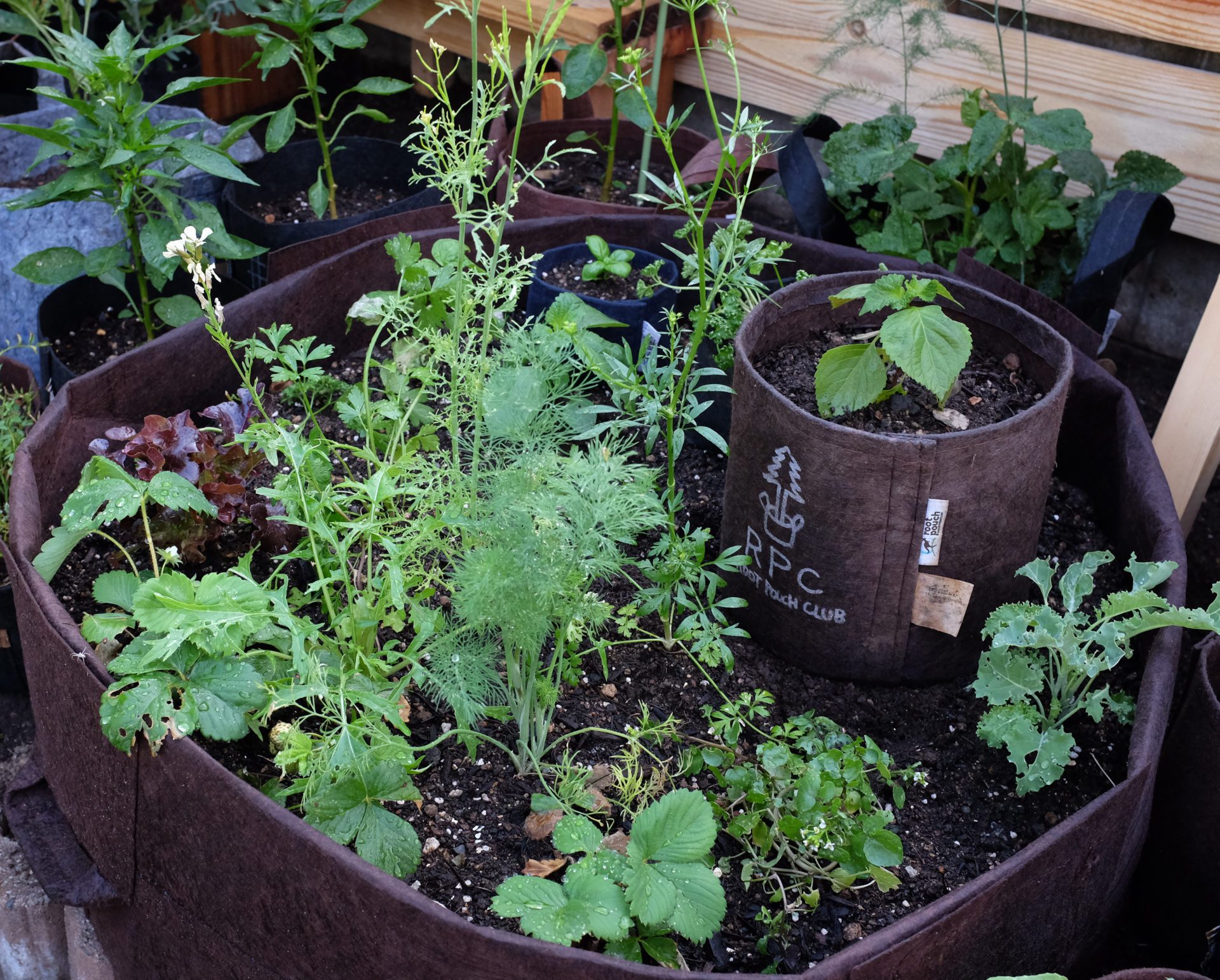 Root Pouch 100 gallons bagged garden | W.H. Perron