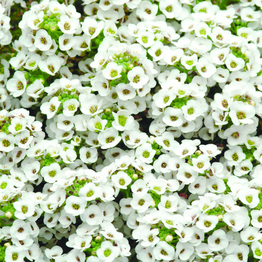 Alyssum Clear Crystal® White | W.H. Perron