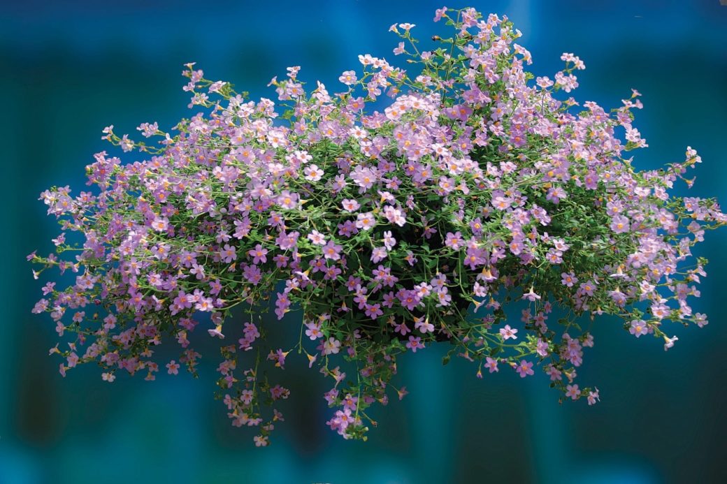 Bacopa Blutopia® | W.H. Perron