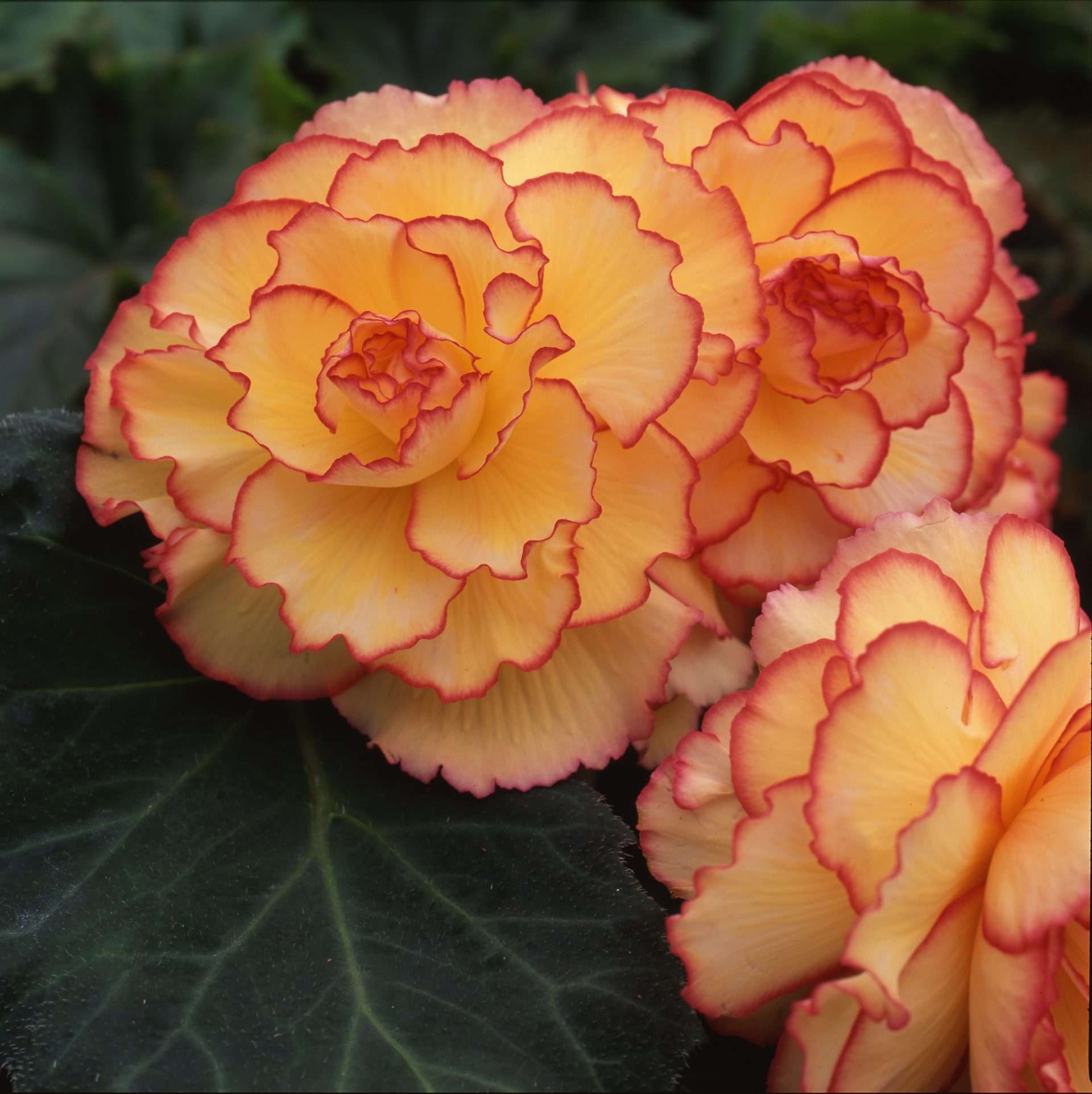 Begonia AmeriHybrid® Picotee Sunburst F1 | W.H. Perron