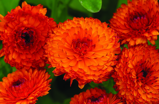 Calendula Neon | W.H. Perron