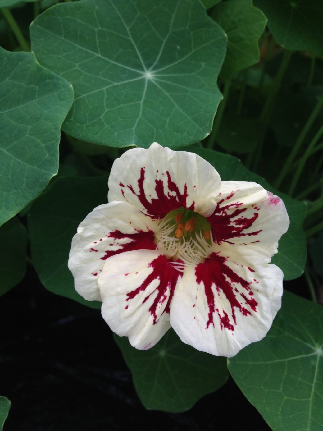 Nasturtium Orchid Cream | W.H. Perron