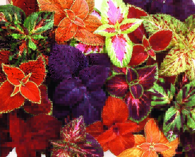 Coleus Giant Exhibition™ Mix | W.H. Perron
