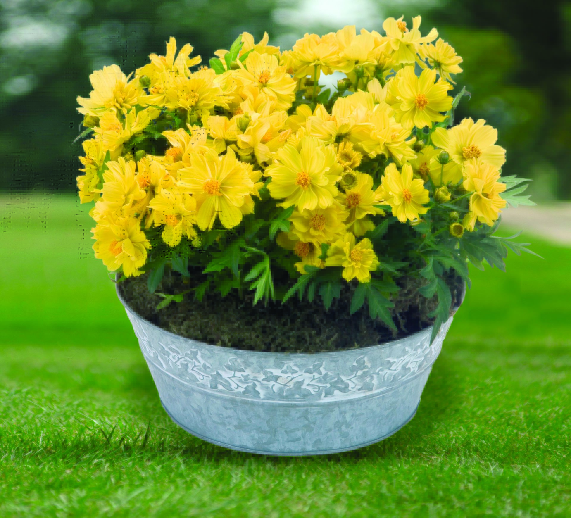 Cosmos Limara Lemon | W.H. Perron