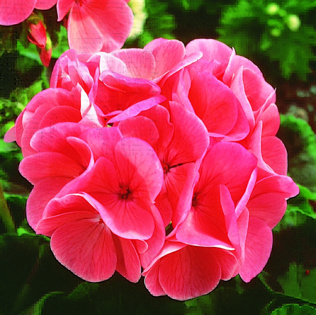 Geranium Maverick™ Salmon F1 | W.H. Perron