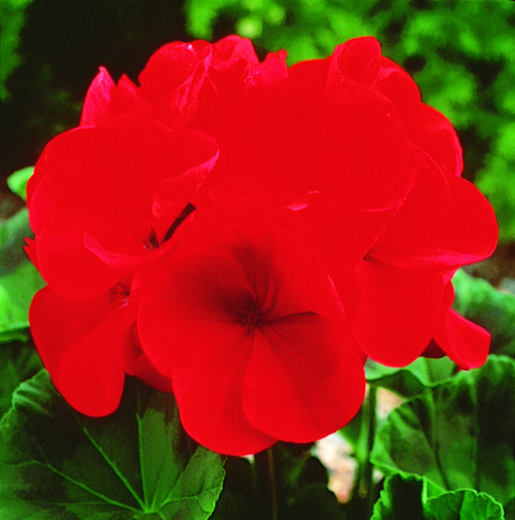 Geranium Maverick™ Red F1 | W.H. Perron