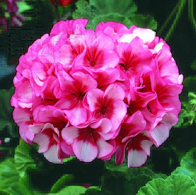 Geranium Maverick™ Star F1 | W.H. Perron
