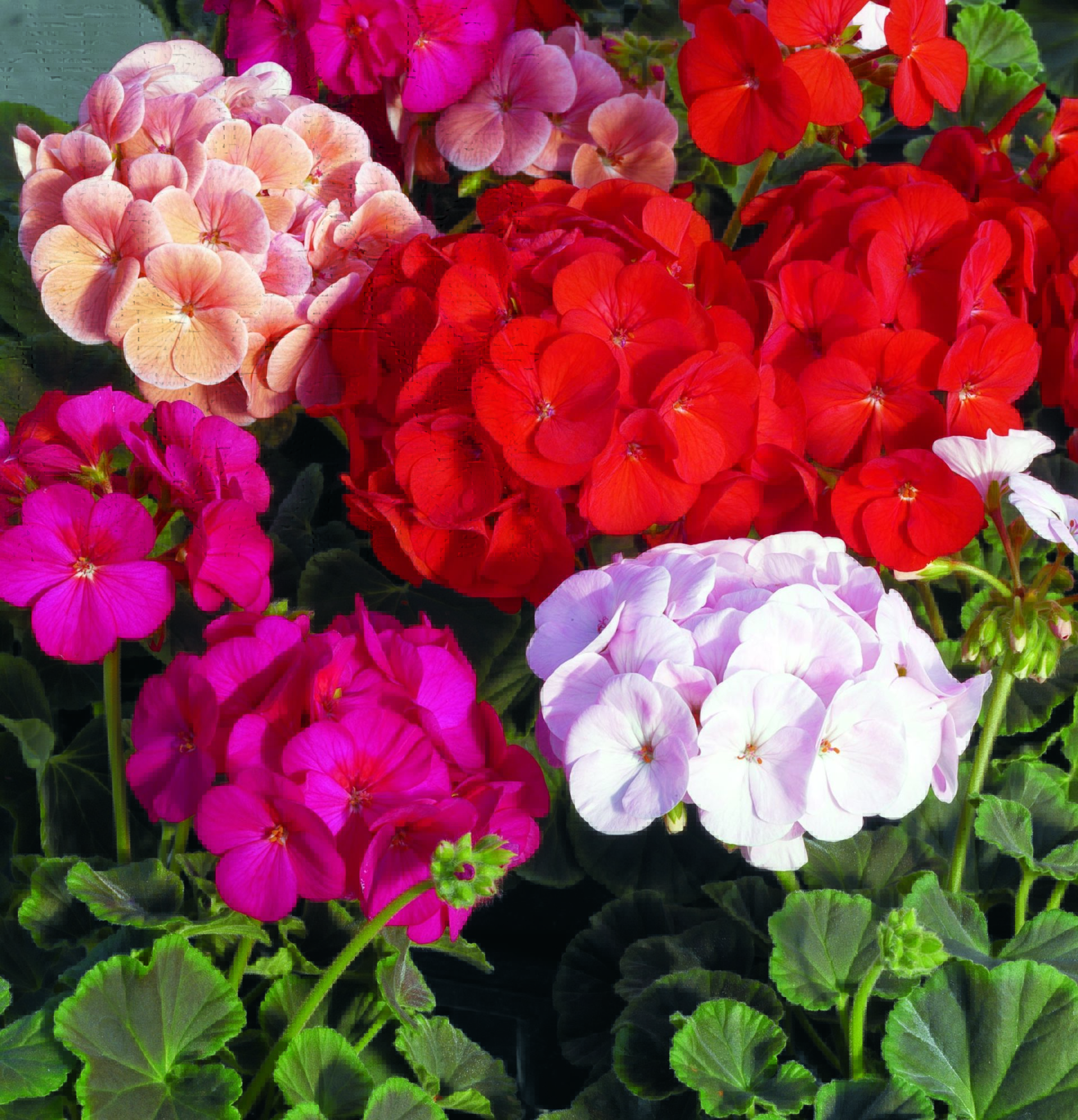 Geranium BullsEye™ Mix F1 | W.H. Perron