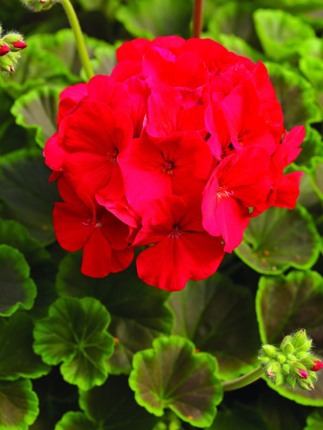 Geranium BullsEye™ Red F1 | W.H. Perron