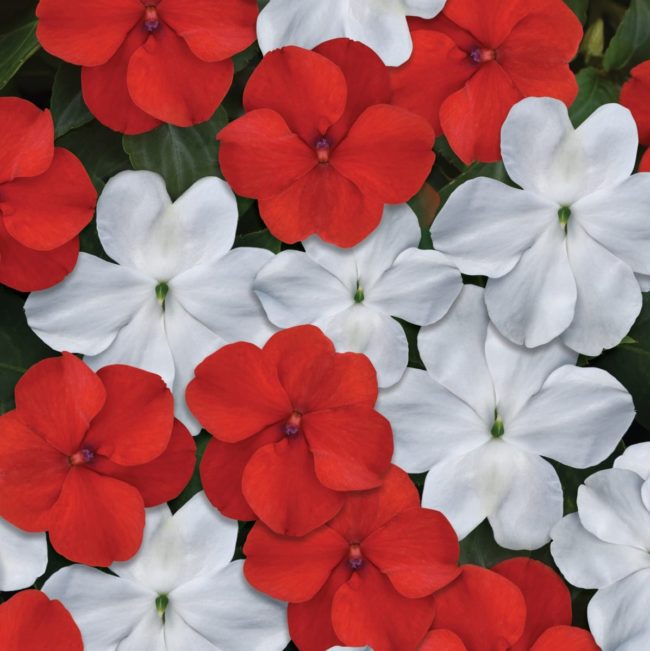 Impatiens Beacon™ Mix Red and White F1 | W.H. Perron