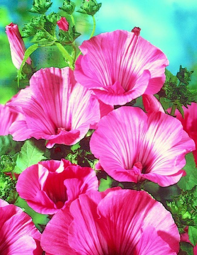 Tree Mallow Silver Cup | W.H. Perron