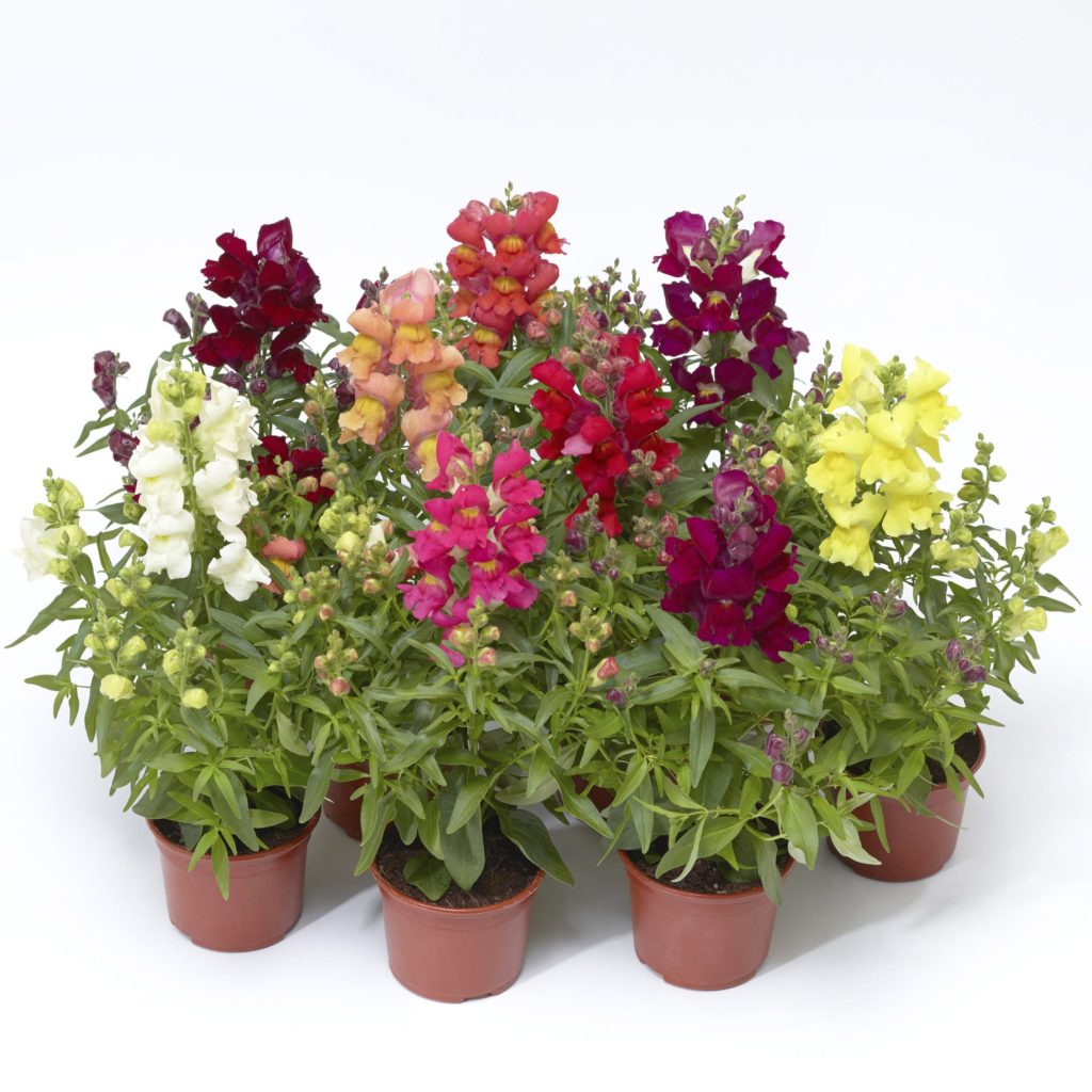 Snapdragon Snaptini™ Mix F1 | W.H. Perron