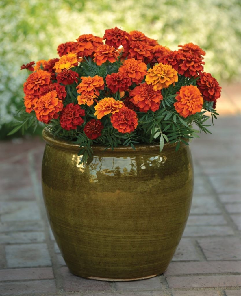 Marigold - French Fireball | W.H. Perron