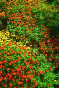 Marigold Starfire Mix | W.H. Perron