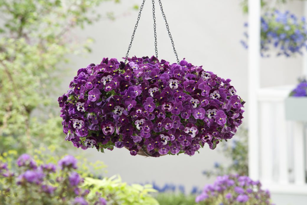 Pansy Cool Wave® Raspberry F1 | W.H. Perron