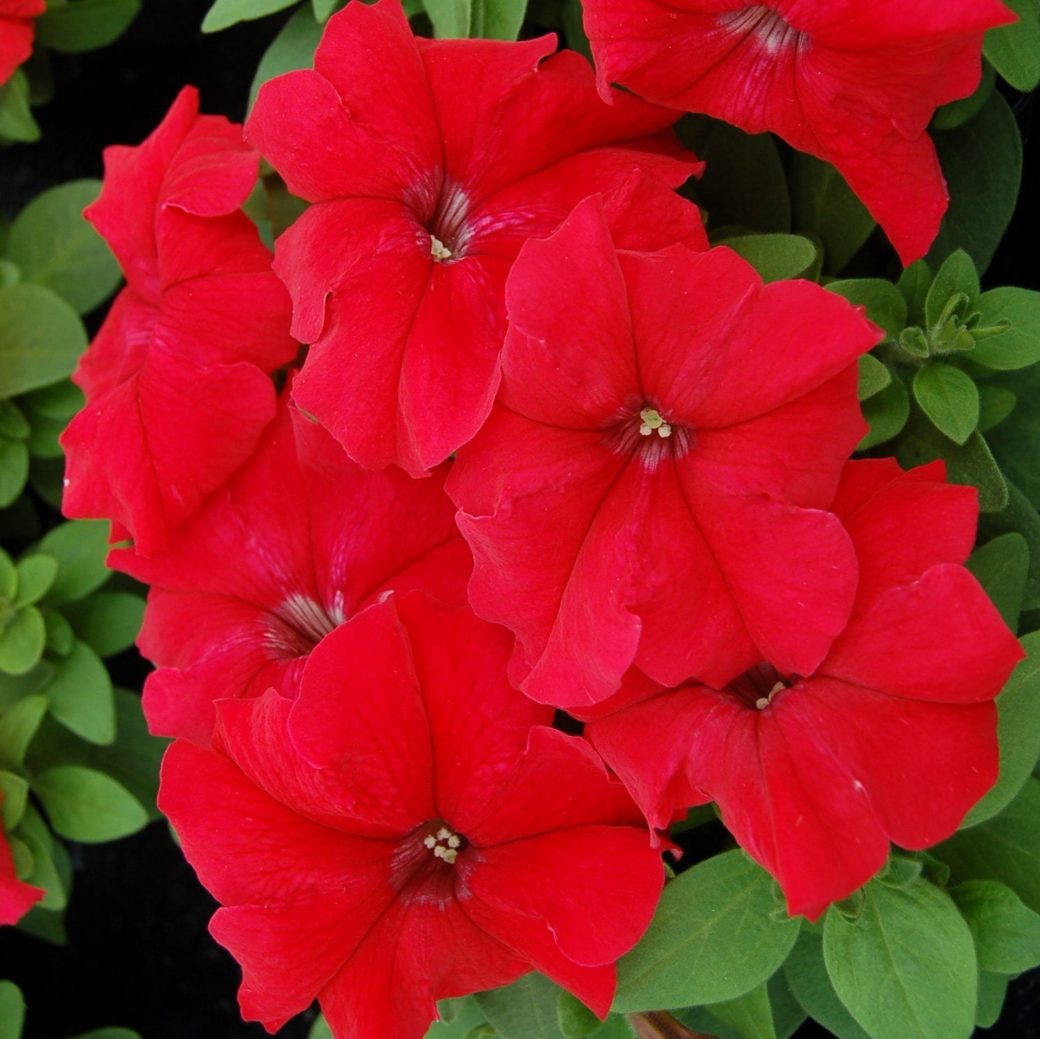 Petunia Limbo *GP* Red F1 | W.H. Perron