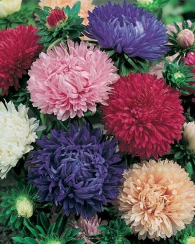 Aster Princess Mix | W.H. Perron