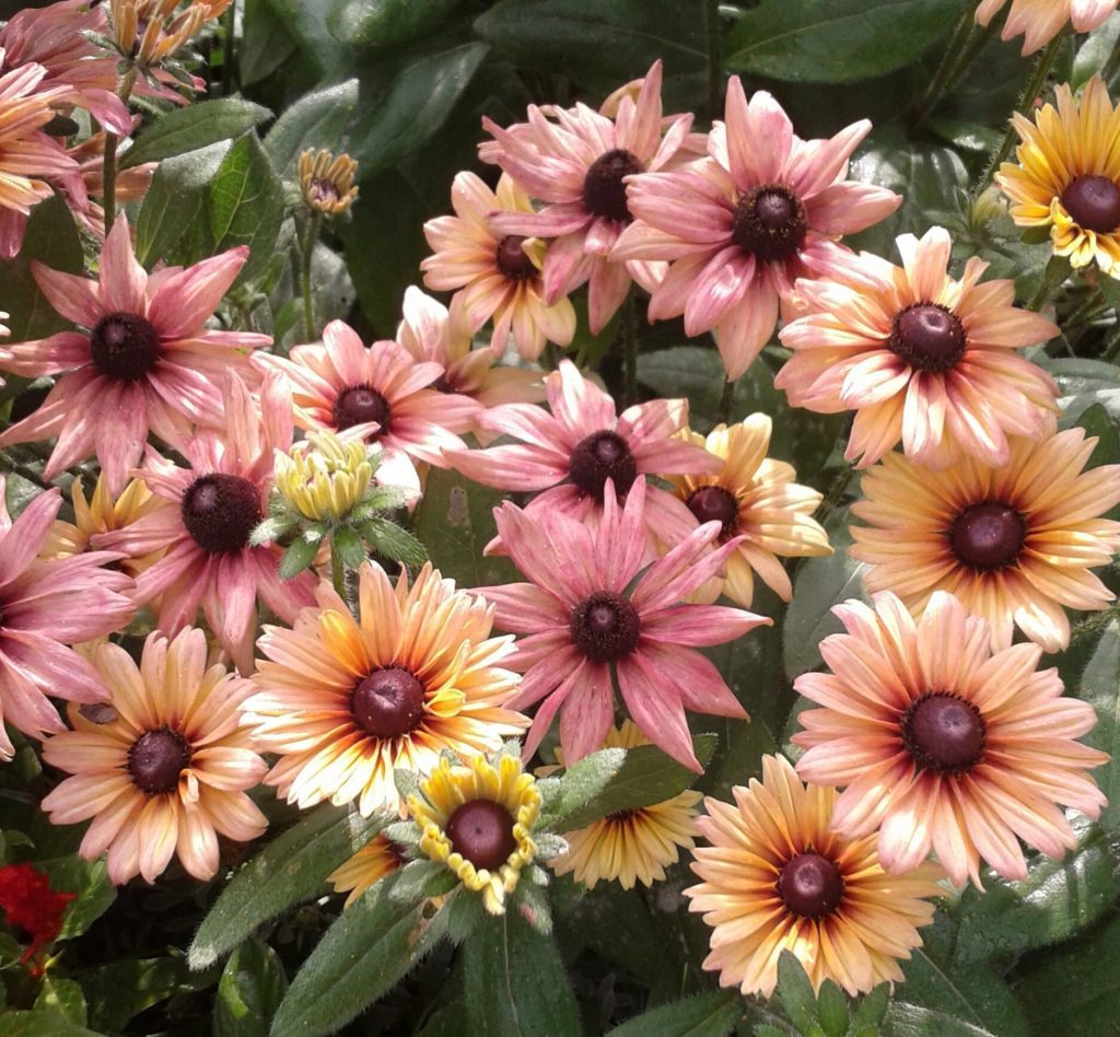 Gloriosa Daisy Sahara | W.H. Perron