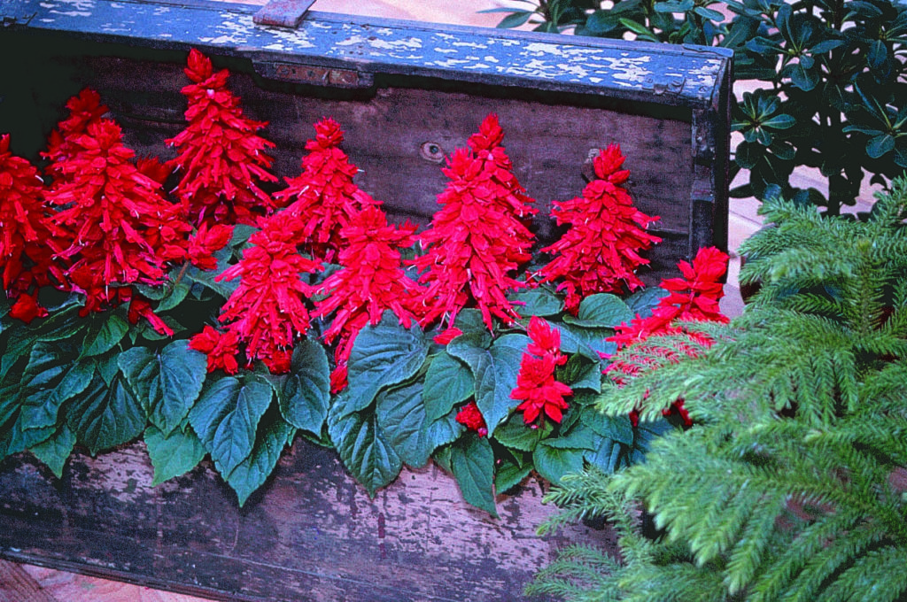 Salvia Vista™ Red | W.H. Perron