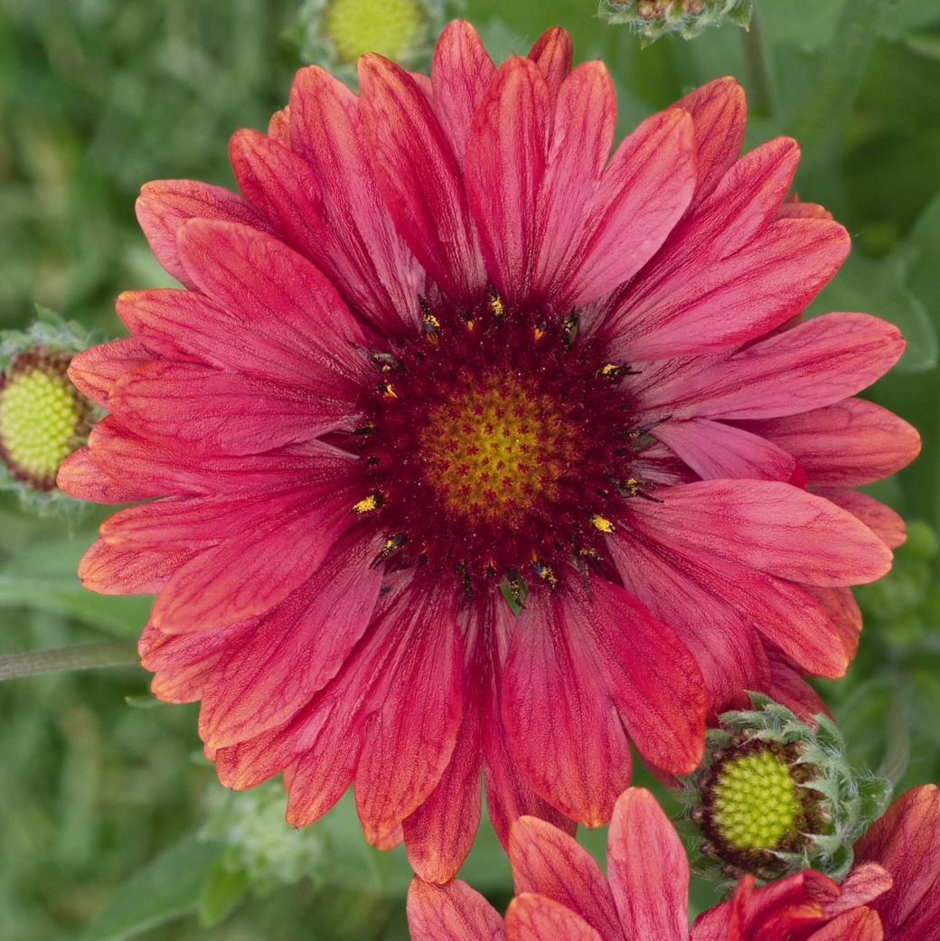 Blanket flower Arizona Red Shades | W.H. Perron