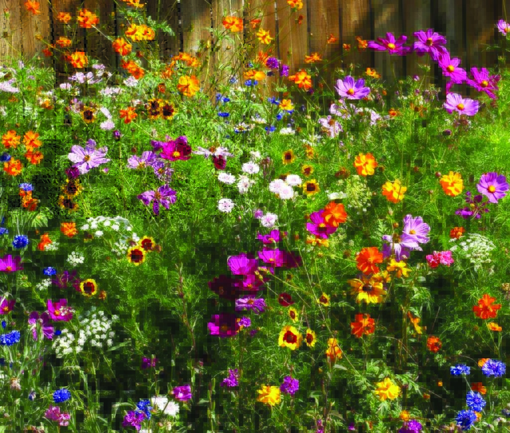 Cut Flower Mix | W.H. Perron