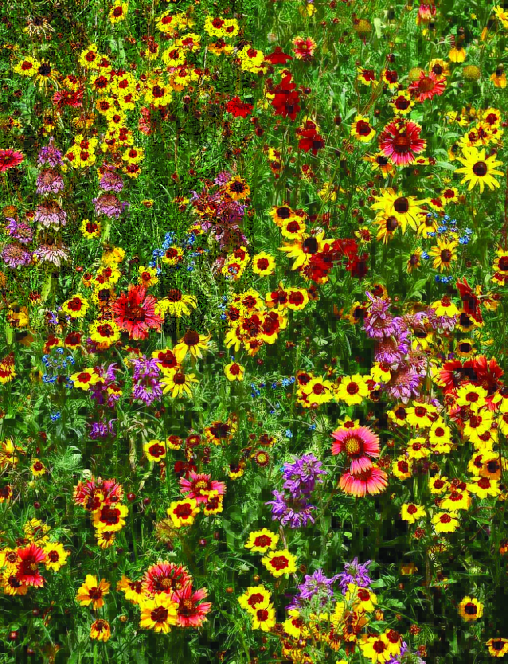 Pollinator Mix | W.H. Perron