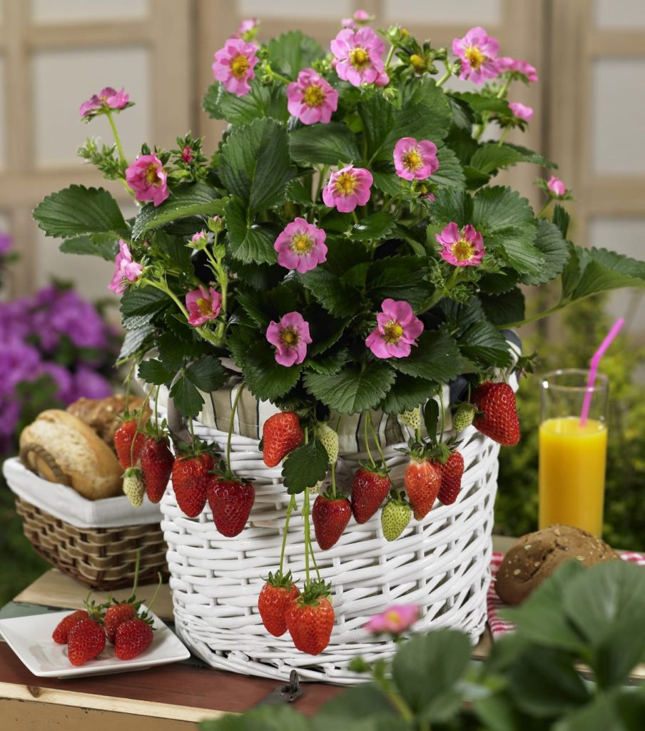 Strawberry Gasana F1 | W.H. Perron