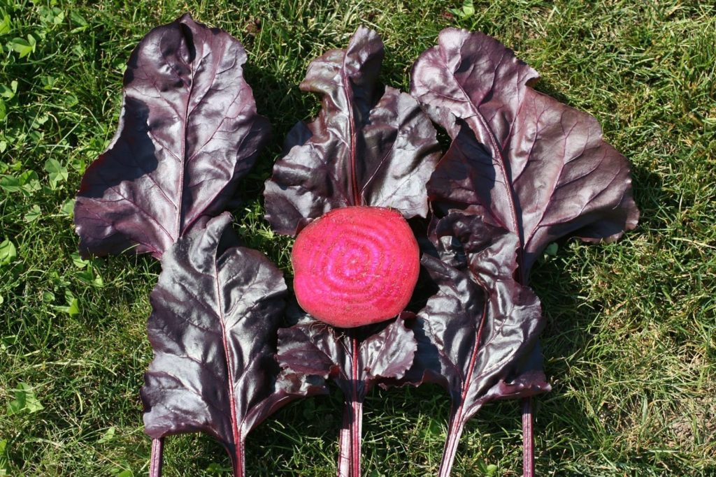 Beet Soldier | W.H. Perron