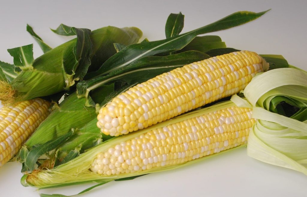 Sweet corn Sweetness F1 | W.H. Perron