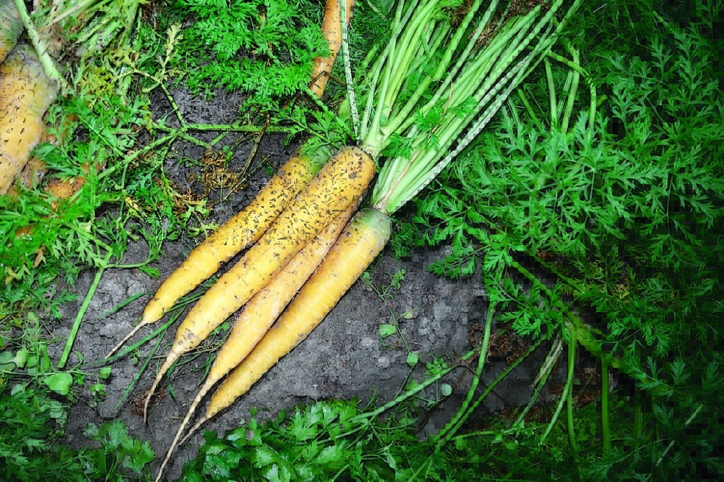 Carrot Yellowstone | W.H. Perron
