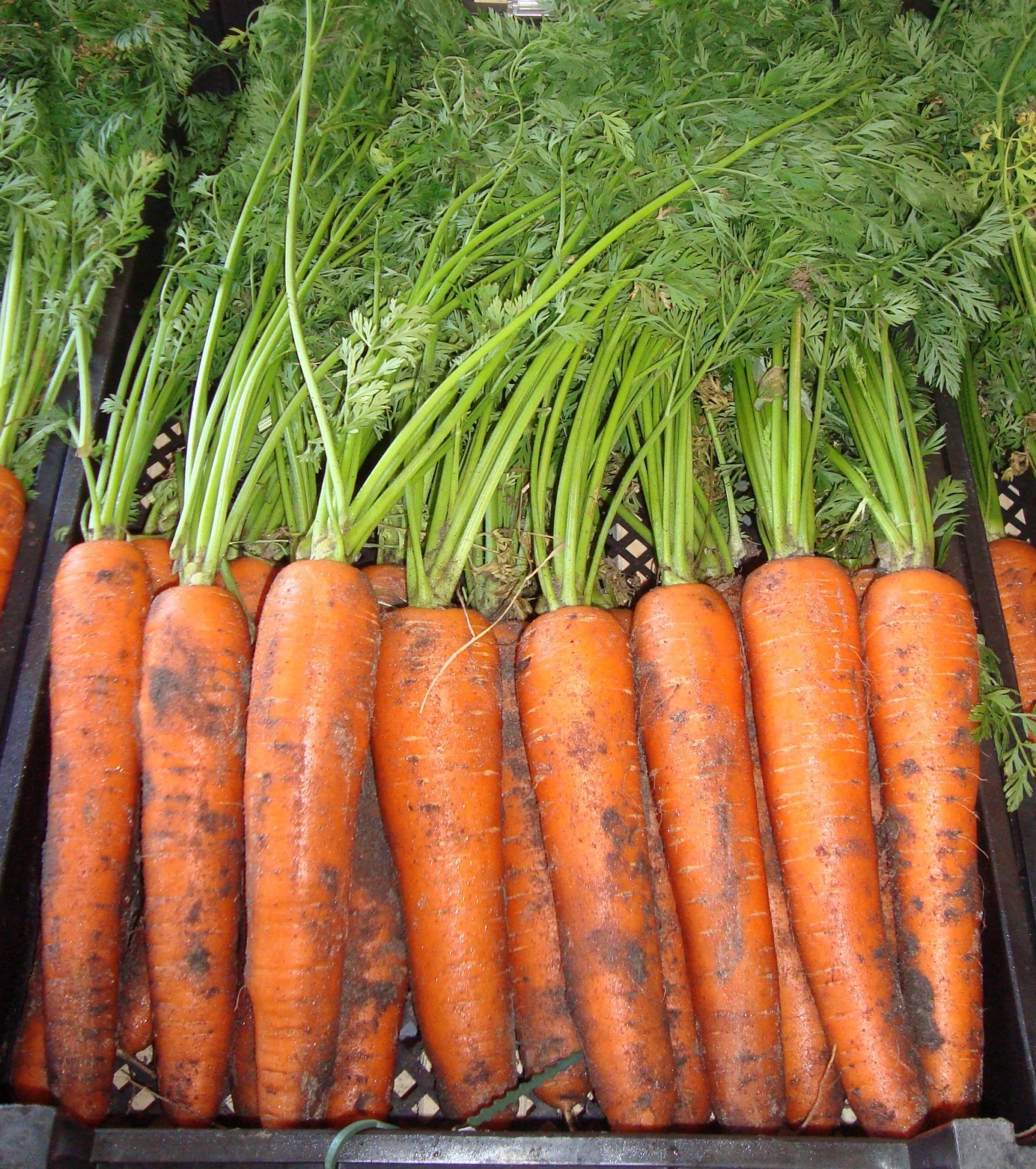 Carrot Berlin F1 | W.H. Perron