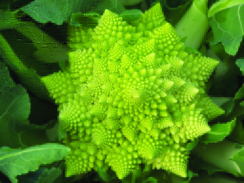 Cauliflower Veronica Y.R. (Romanesco) F1 | W.H. Perron