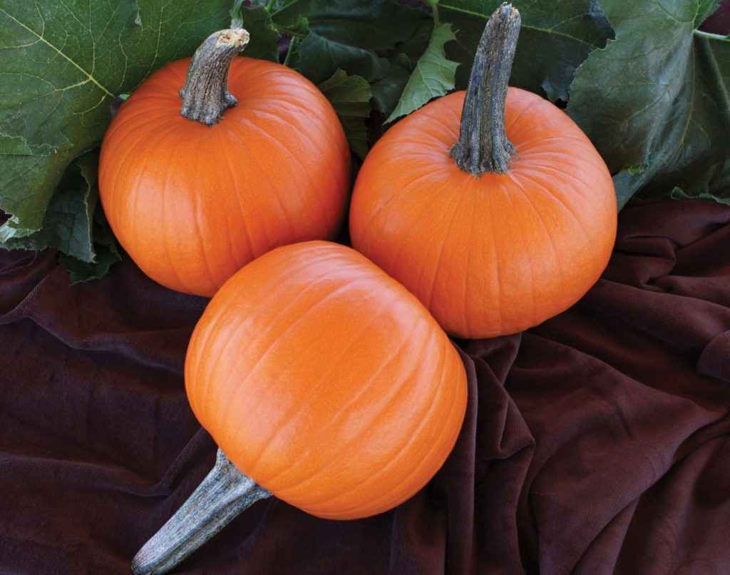 Pumpkin Jack Sprat F1 | W.H. Perron