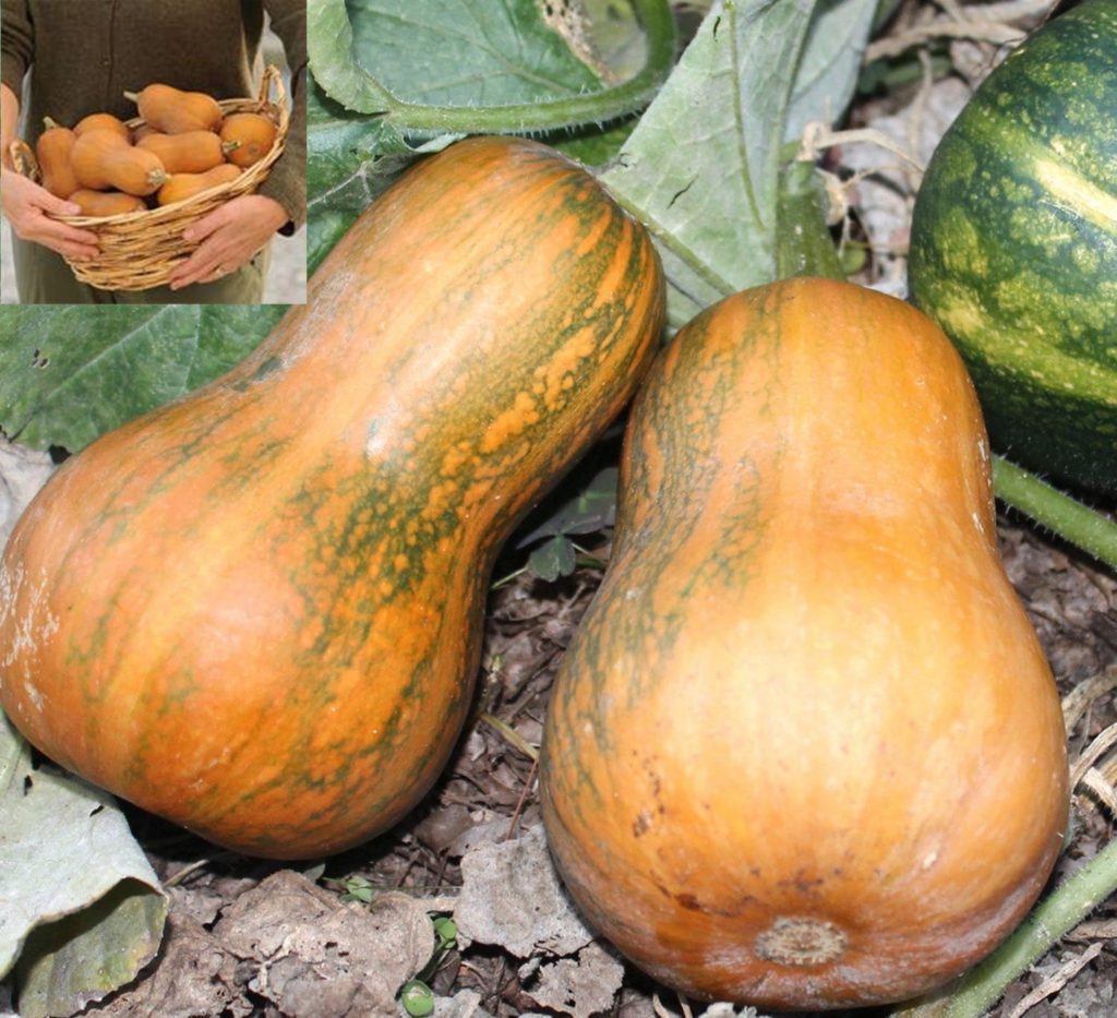 Squash Honeynut (Mini) | W.H. Perron