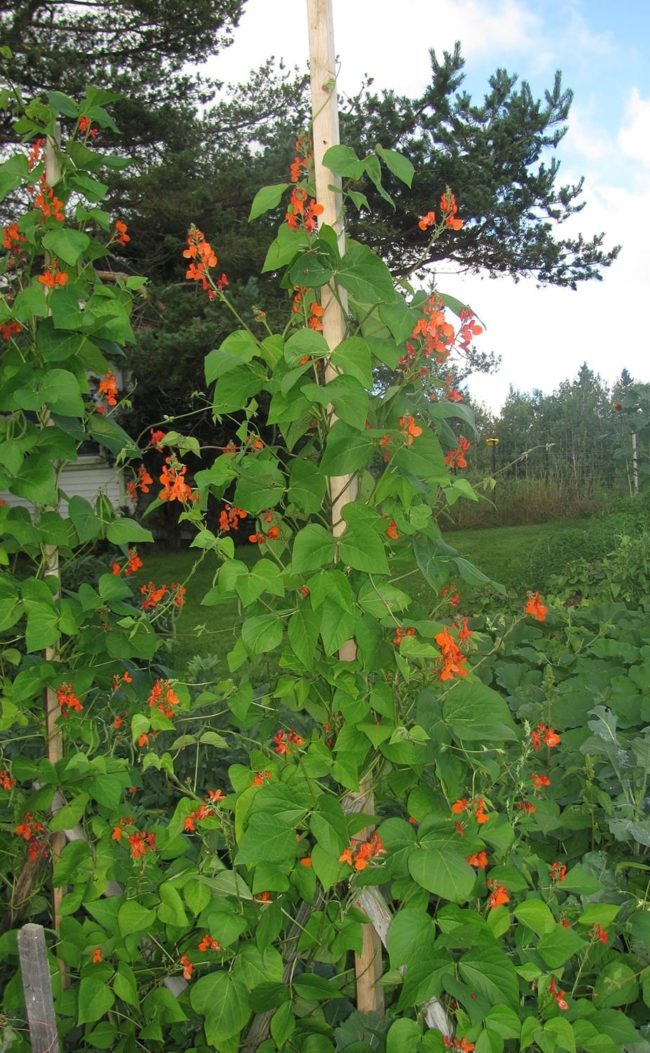 Pole bean Scarlet Runner | W.H. Perron