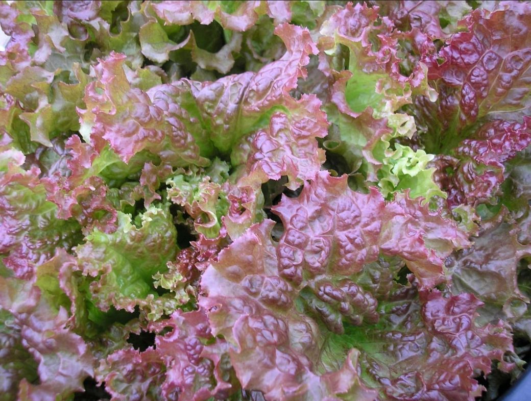 Lettuce New Red Fire | W.H. Perron