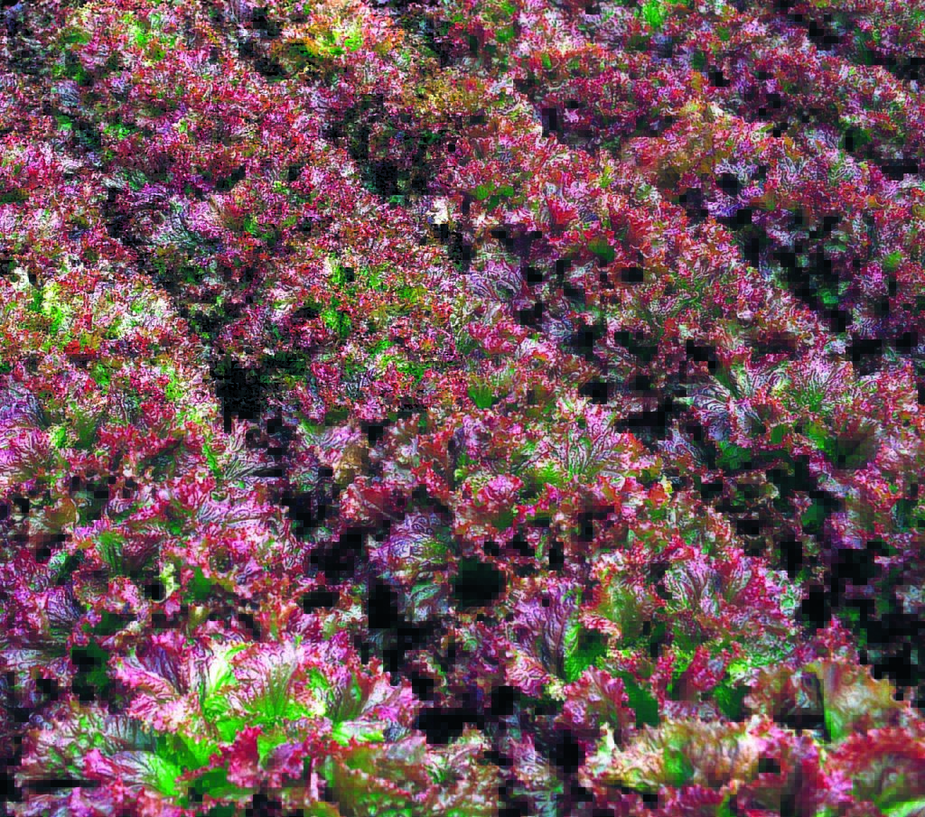 Lettuce New Red Fire | W.H. Perron