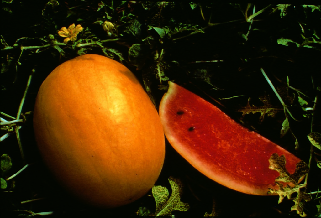 Watermelon Golden Crown F1 | W.H. Perron