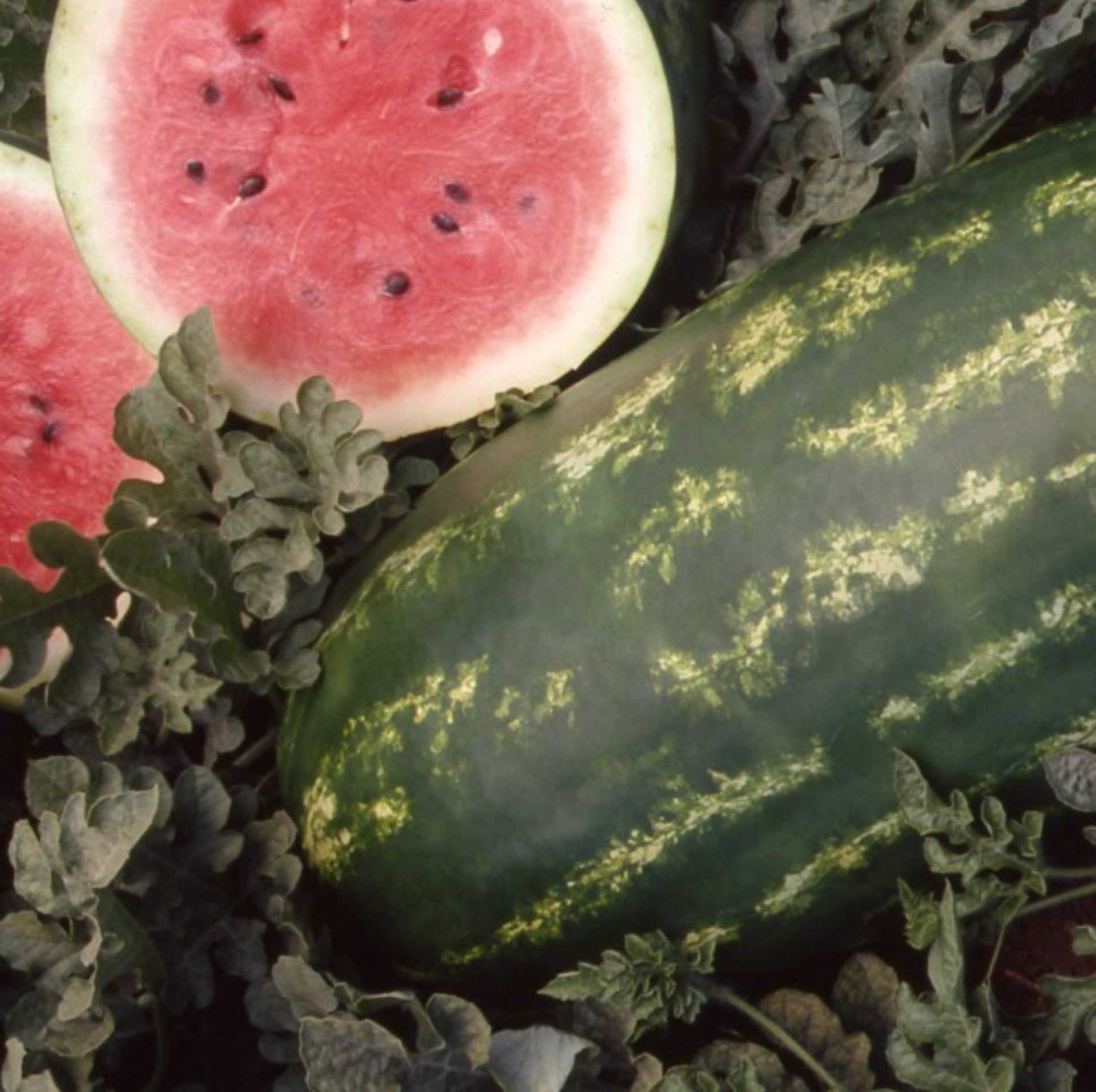 Watermelon Stargazer Red F1 | W.H. Perron