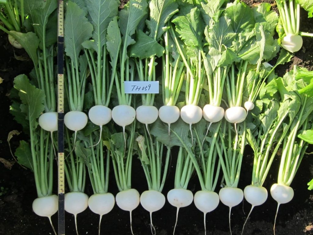 Japanese Turnip Bella Luna White F1 | W.H. Perron