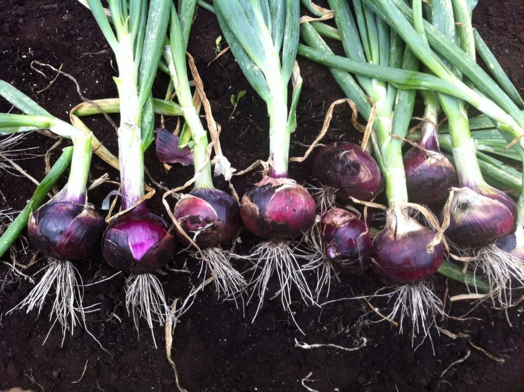 Onion Red Emperor F1 | W.H. Perron