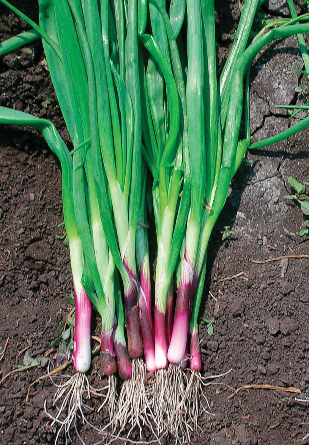 Bunching onion Red Baron F1 | W.H. Perron