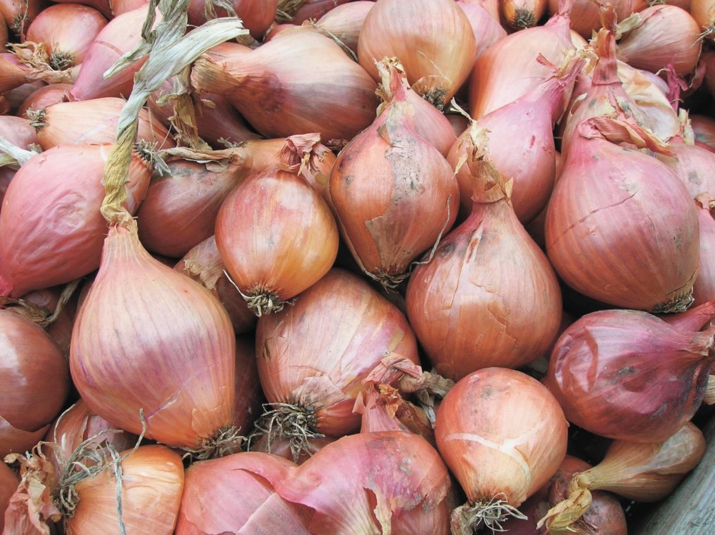 French Shallot (Seeds) Picador F1 | W.H. Perron