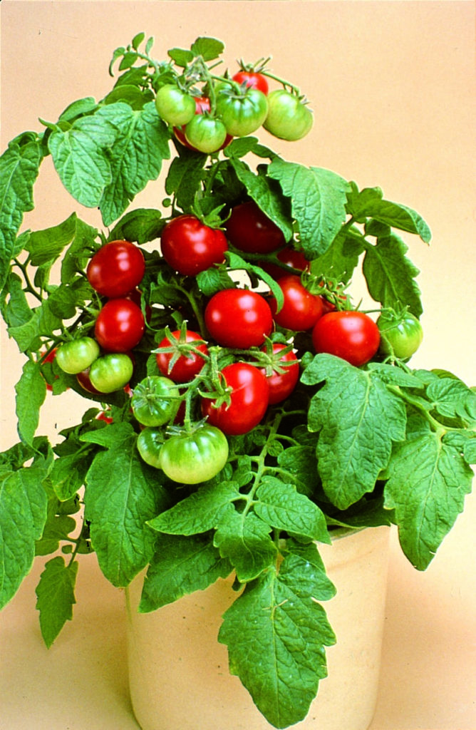 Tomato Patio F1 | W.H. Perron