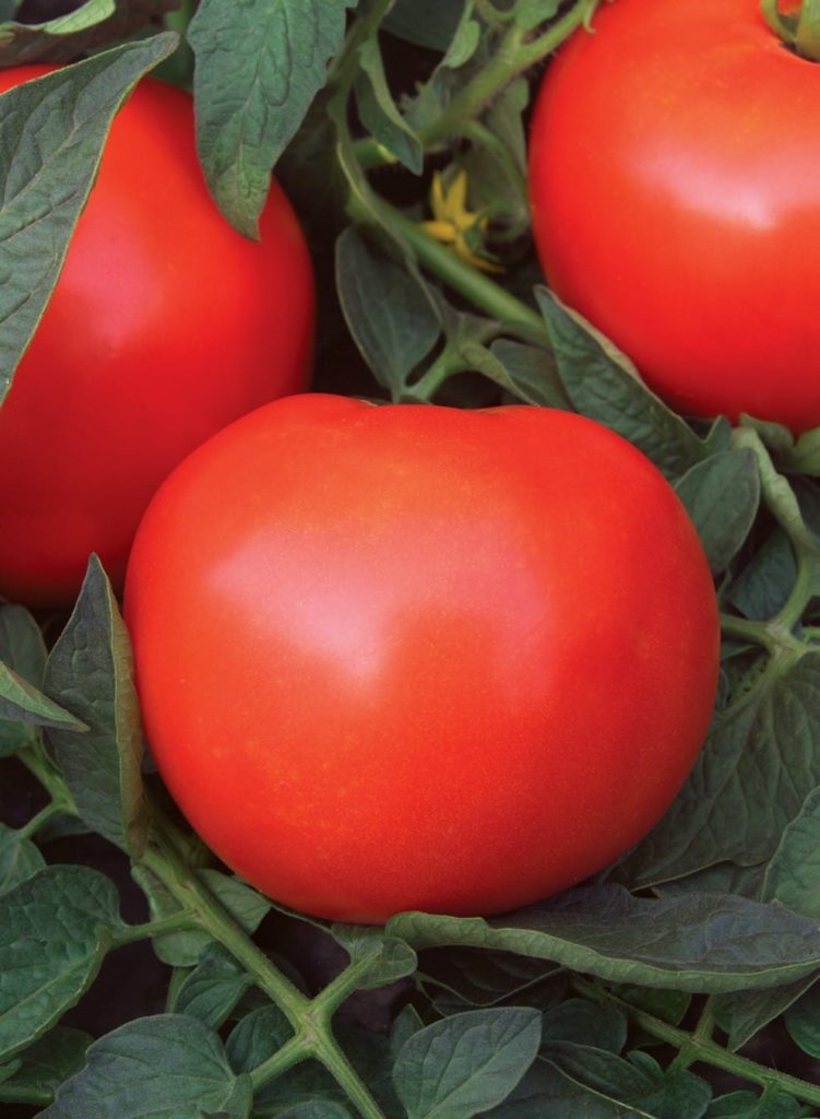Tomato Mega Fantastique F1 | W.H. Perron