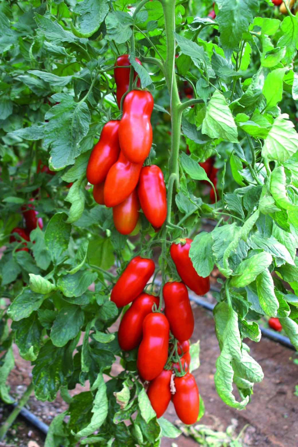 Tomato Pozzano F1 | W.H. Perron