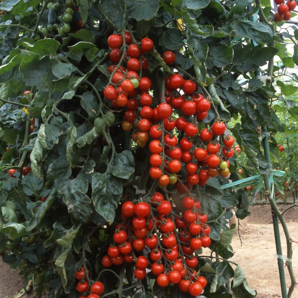 Tomato Suncherry F1 | W.H. Perron