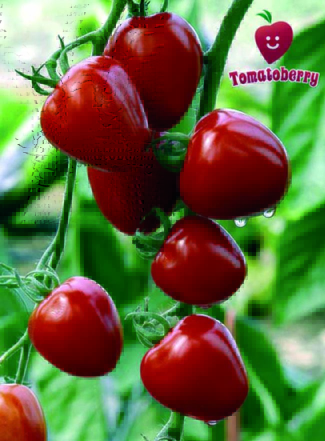 Tomato Tomatoberry Garden F1 | W.H. Perron