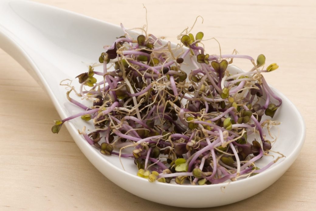 Sprouts/Microgreens Cabbage (red) | W.H. Perron