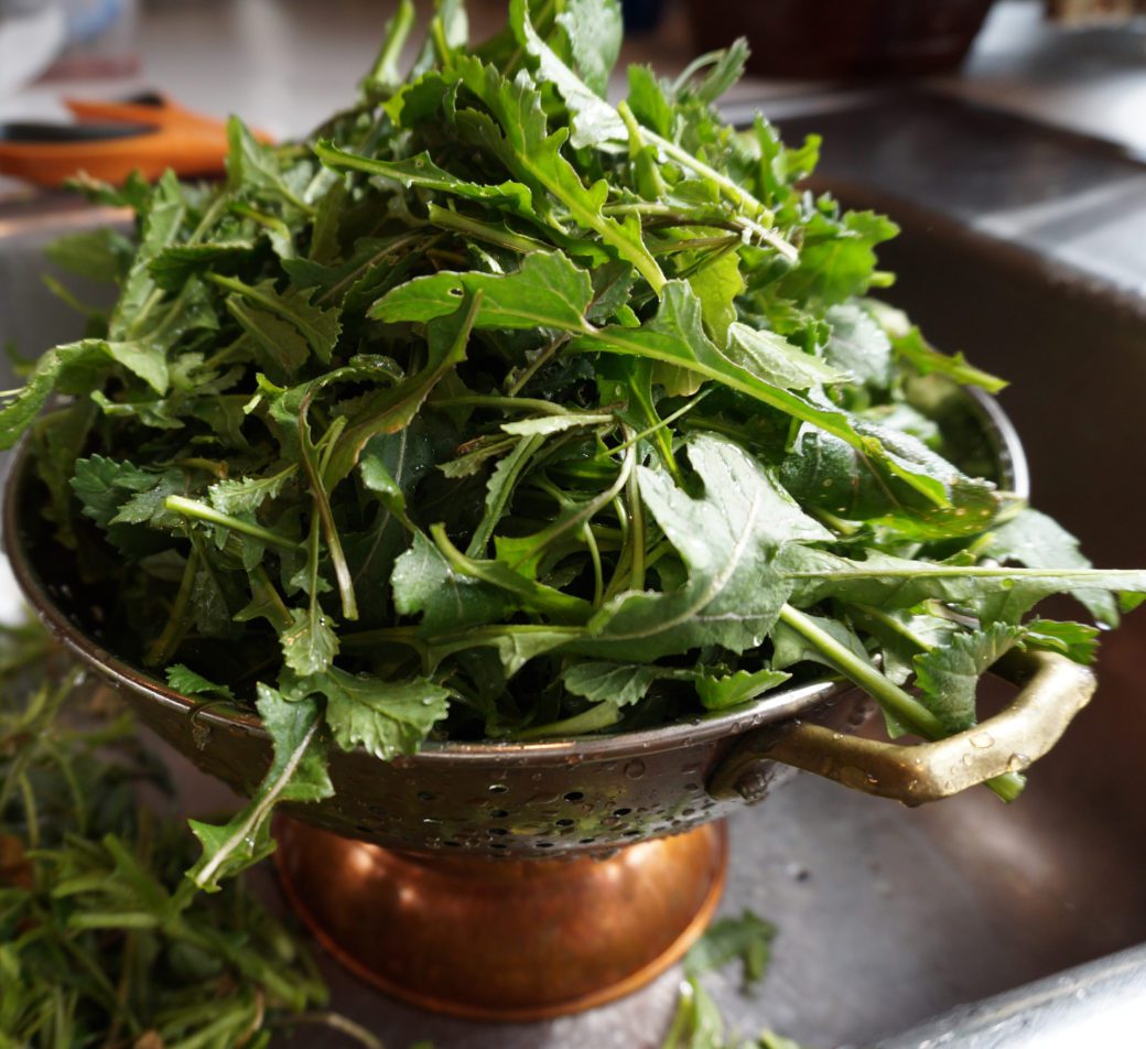 Rocket Wasabi | W.H. Perron